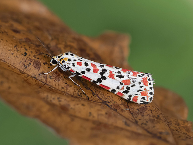 Moth Magic at Rye Harbour Nature Reserve (31/05/23) | Sussex Wildlife Trust