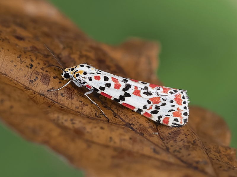 The rare Crimson Speckled Moth | Rye Harbour Nature Reserve