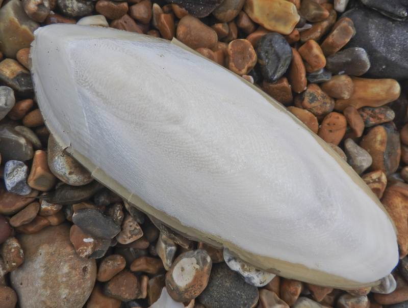 Sussex marine wildlife showcase | Sussex Wildlife Trust