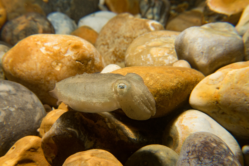 Marine Photo Competition - the winners! | Sussex Wildlife Trust