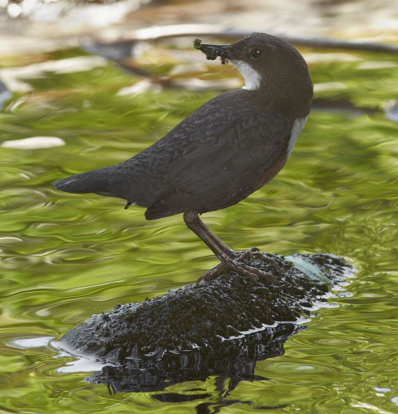 We meet Chris Corrigan - Interim CEO | Sussex Wildlife Trust