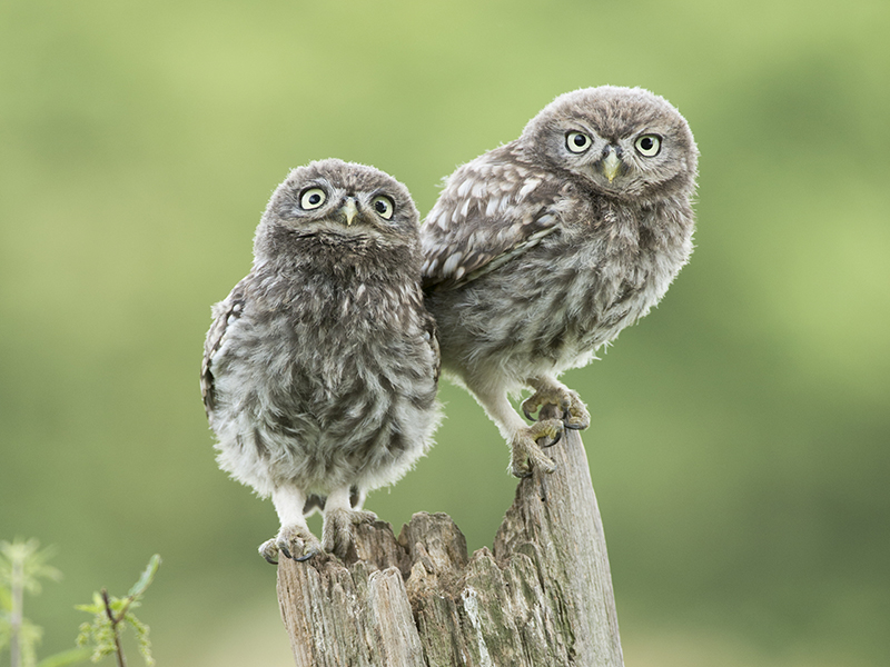 Behind the Lens with David Plummer | Sussex Wildlife Trust