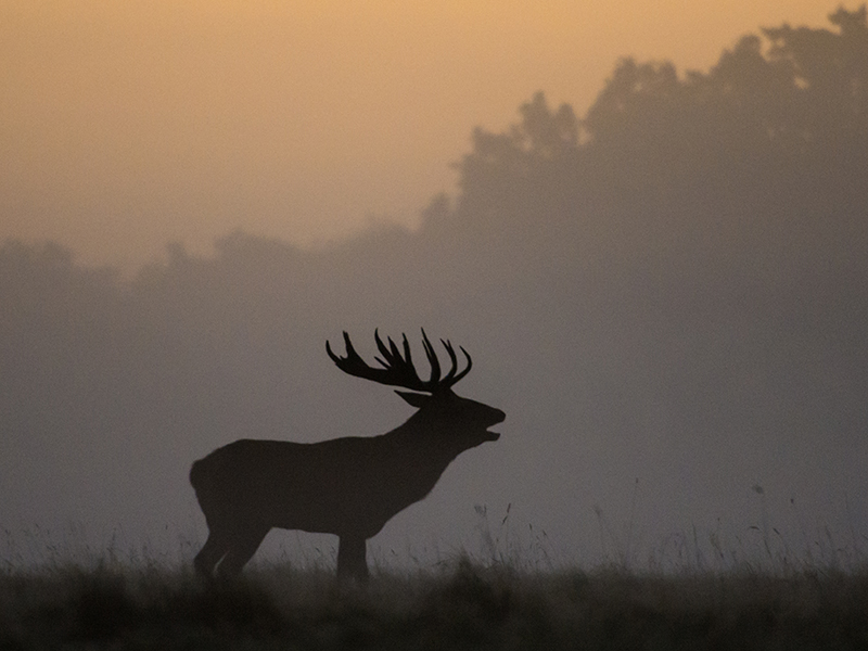 Behind the Lens with David Plummer | Sussex Wildlife Trust