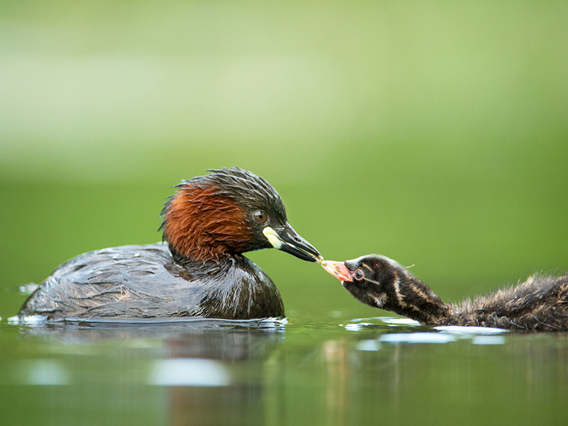 Behind the Lens with David Plummer | Sussex Wildlife Trust