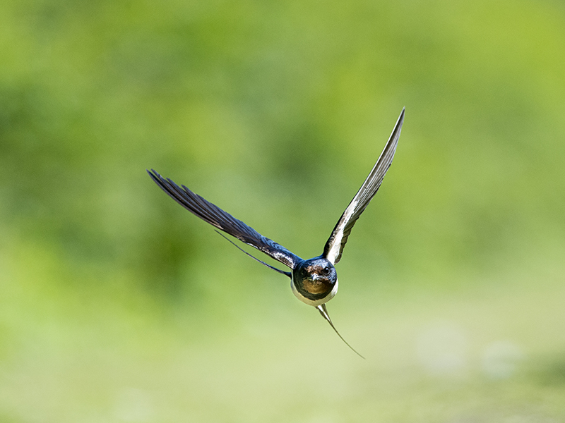 Behind the Lens with David Plummer | Sussex Wildlife Trust