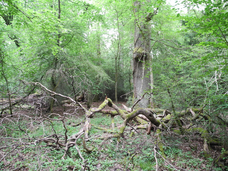 But is it 'mess'? Nature doesn't think so | Sussex Wildlife Trust