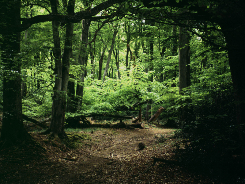 Experiencing nature differently: ADHD | Sussex Wildlife Trust