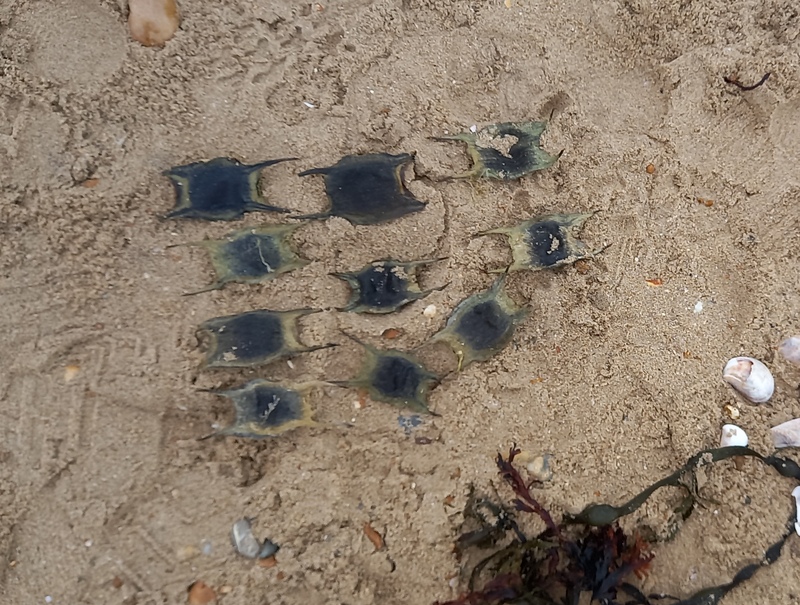 School kids become citizen scientists | Rye Harbour Nature Reserve