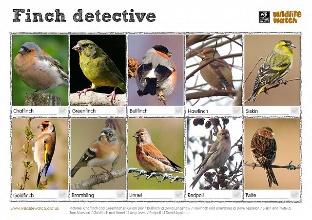 Spotting sheets | Sussex Wildlife Trust