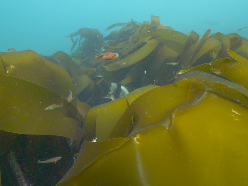 Three years of the Sussex Kelp Recovery Project | Rye Harbour Nature ...