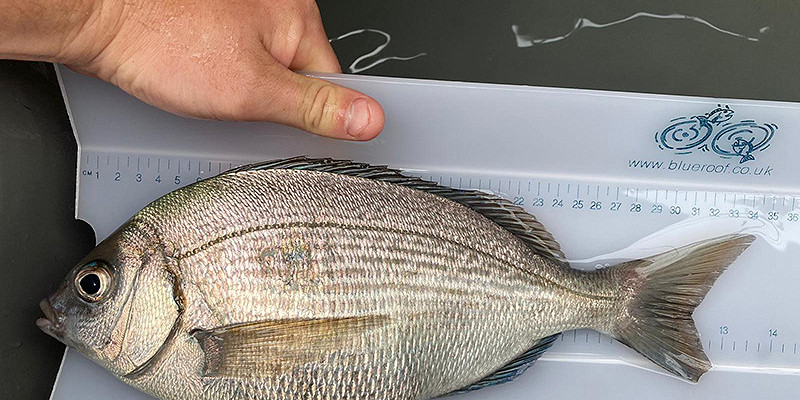 Test | Sussex Wildlife Trust