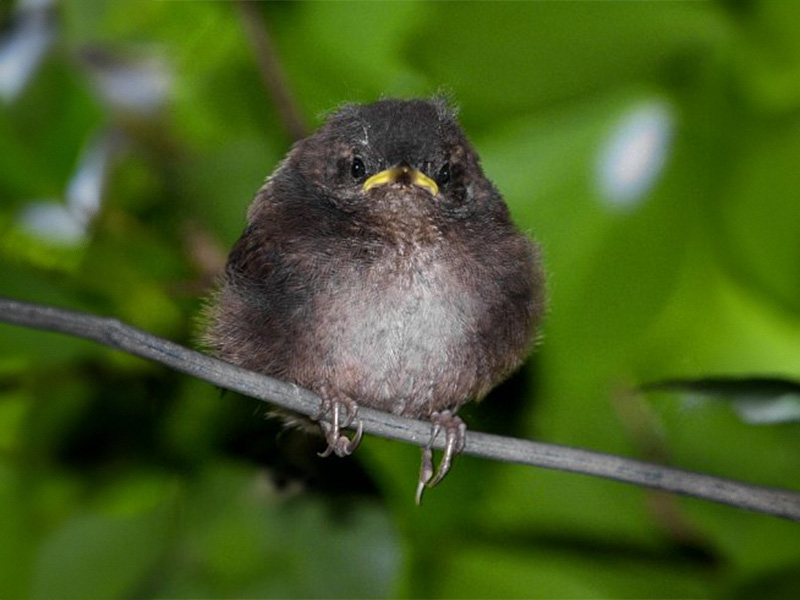 What should I do if I find a baby bird on the ground? | Sussex Wildlife ...