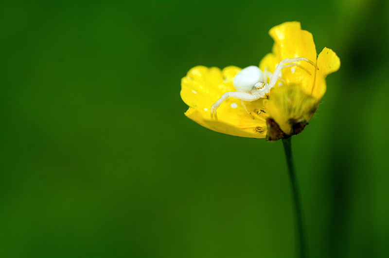 8 legs good. The amazing world of spiders | Sussex Wildlife Trust
