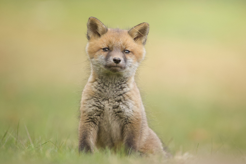 Behind the Lens with Brooke Haycock | Sussex Wildlife Trust