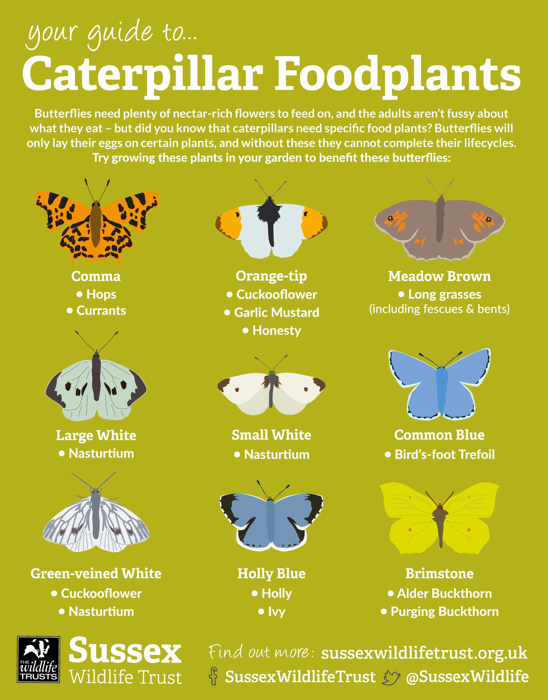 Caterpillar food plants | Sussex Wildlife Trust