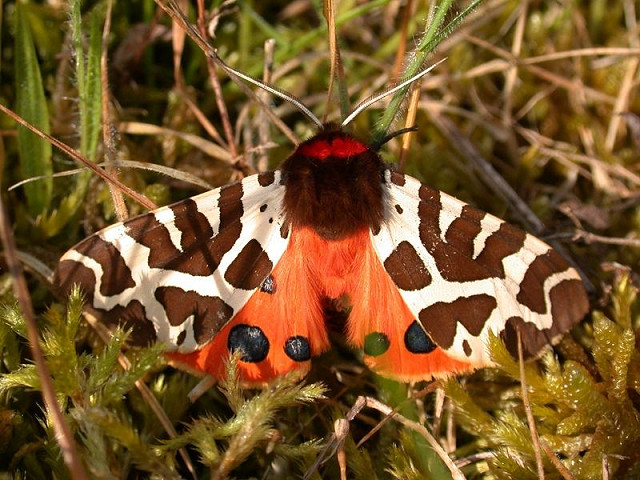 An Introduction to Moths and Moth Trapping (06/07/2024) | Sussex ...
