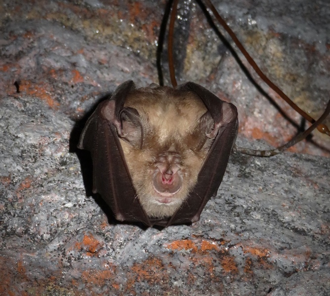 A symbol of hope for Britain's loneliest bat | Sussex Wildlife Trust
