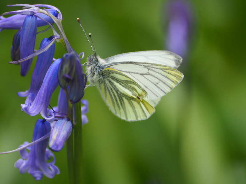 Butterflies - the black and white ones | Sussex Wildlife Trust