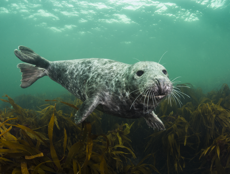 Sussex marine wildlife showcase | Sussex Wildlife Trust