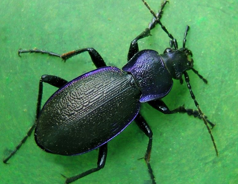 Meet the staff - Alex Worsley | Sussex Wildlife Trust