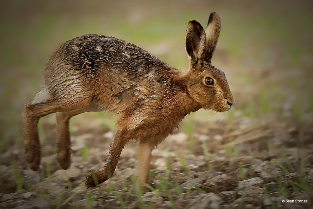Are Weasels weasily? | Sussex Wildlife Trust