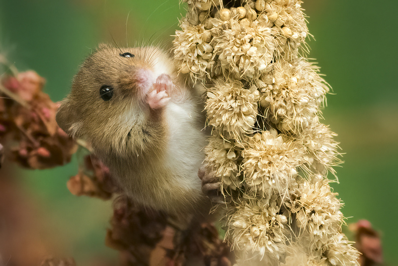 Kingston Hill Fields | Sussex Wildlife Trust