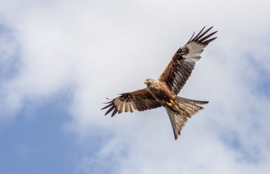 How to identify birds of prey | Sussex Wildlife Trust