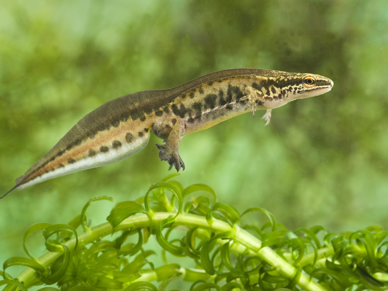 A guide to garden amphibians: frogs, toads and newts | Sussex Wildlife ...