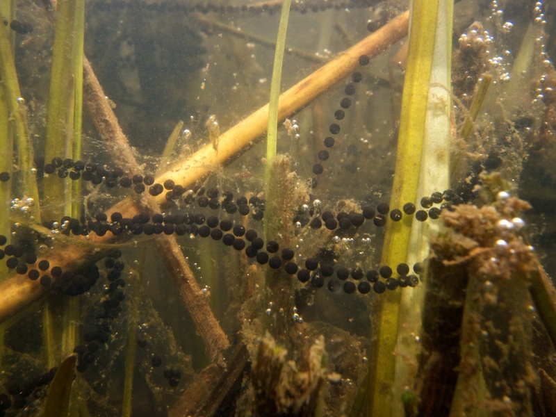 A guide to garden amphibians: frogs, toads and newts | Sussex Wildlife ...