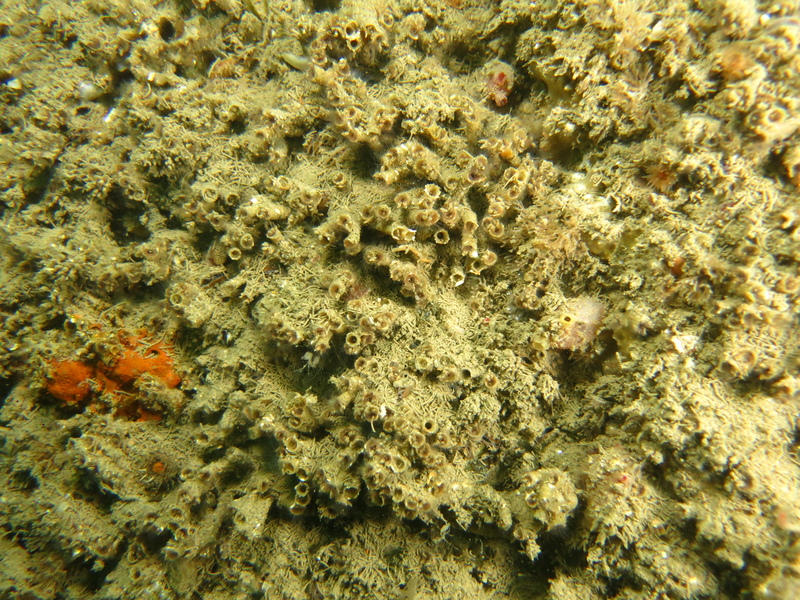 Dolphin Head designation announced | Sussex Wildlife Trust