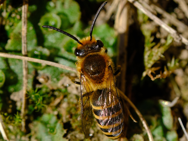 The life cycle of Ivy Bees | Sussex Wildlife Trust