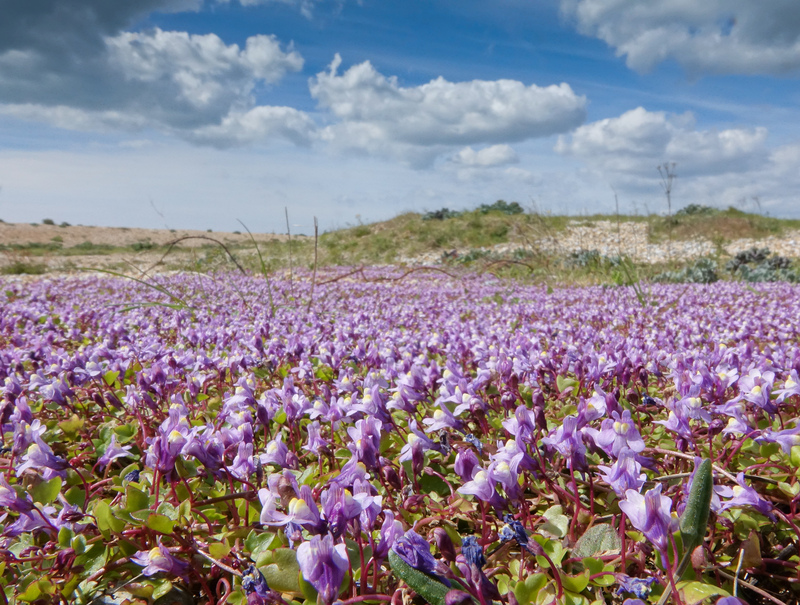 Rye Harbour Nature Reserve Wildlife Sightings: April 2024 | Sussex ...