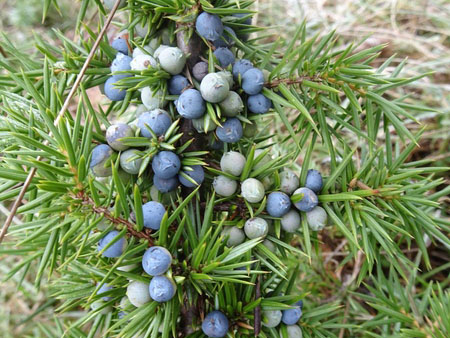 Splashes of winter colour on Levin Down | Sussex Wildlife Trust