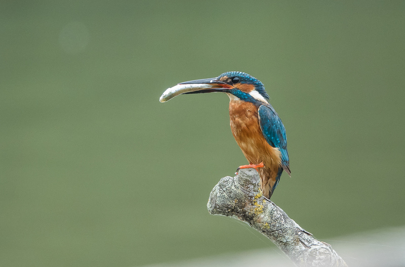 Behind the Lens with Jeff Penfold | Sussex Wildlife Trust