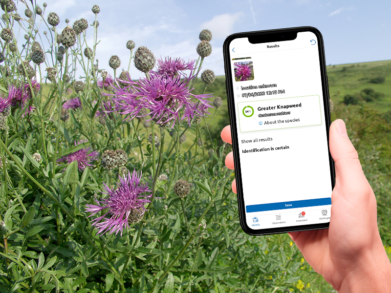 The good, the bad and the middling - ID apps | Sussex Wildlife Trust