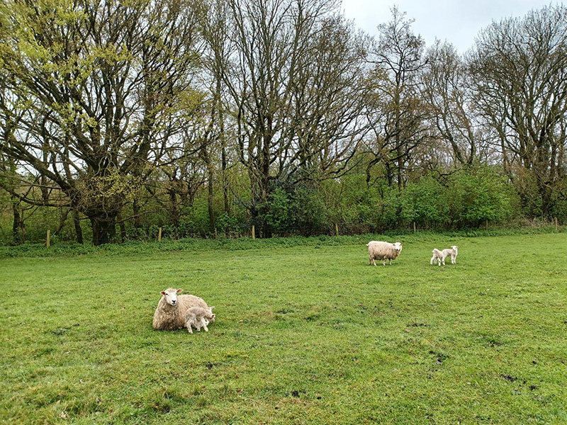 How Sussex Wildlife Trust manage their conservation grazing animals ...