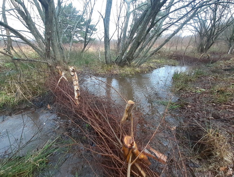The lowdown on leaky dams | Sussex Wildlife Trust