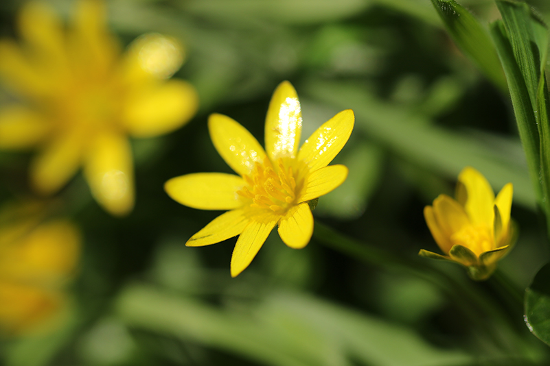 Species of the day: Lesser Celandine | Sussex Wildlife Trust