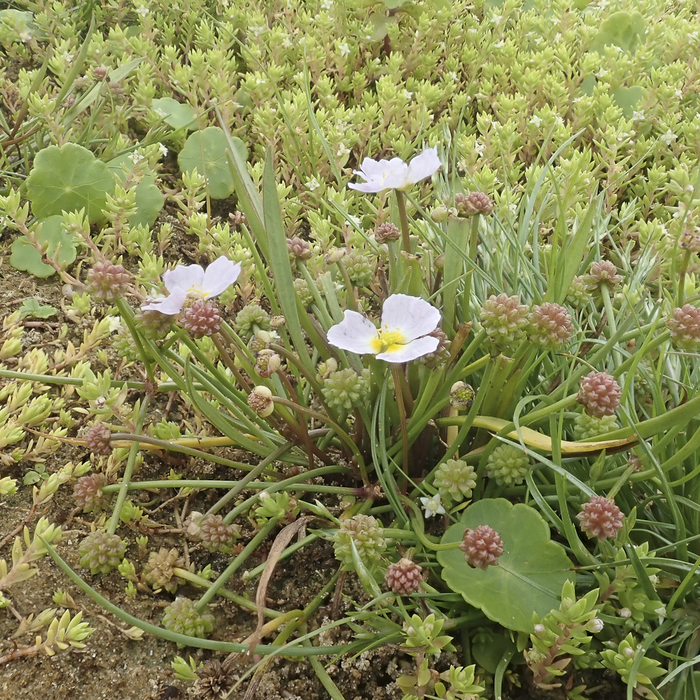 Biocontrol of Australian Swampweed at Rye Harbour | Sussex Wildlife Trust