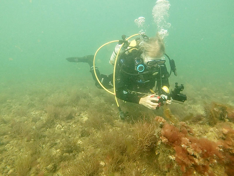 Seasearch Training Day | Rye Harbour Nature Reserve