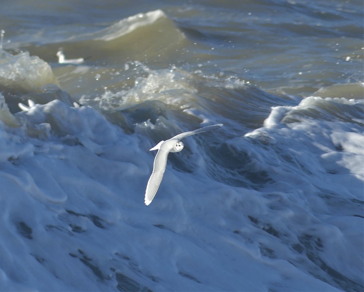 Heaven scent | Sussex Wildlife Trust
