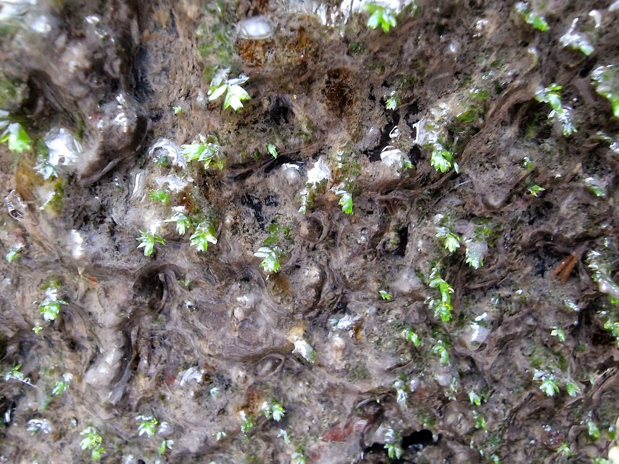 A walk through Marline Valley with a hand lens | Sussex Wildlife Trust