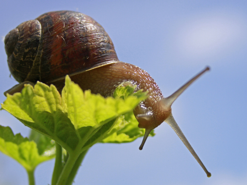 Meet the Marvellous Super Slugs and Snails | Sussex Wildlife Trust