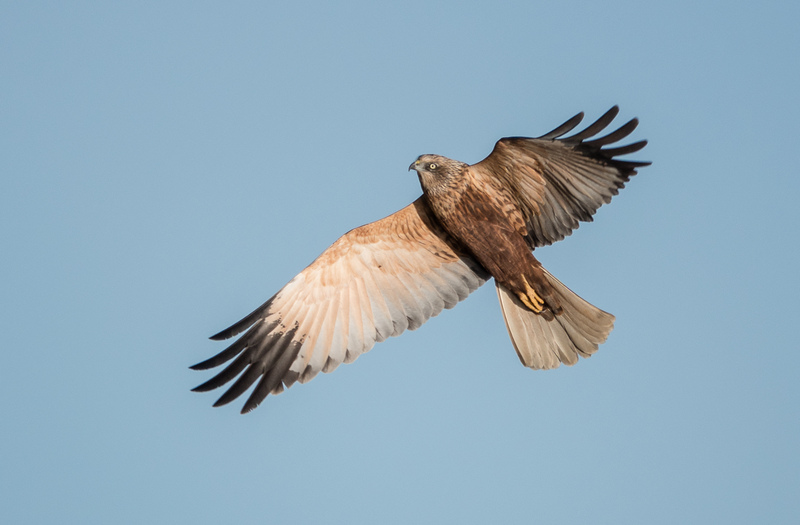 Behind the Lens with Jeff Penfold | Sussex Wildlife Trust