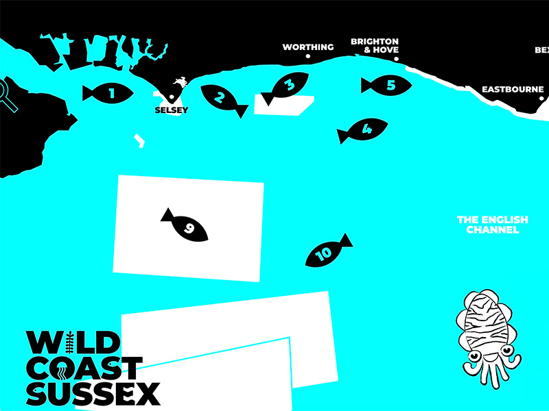 Happy World Ocean Day! | Sussex Wildlife Trust