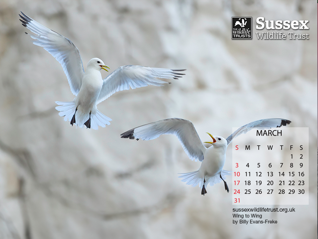Download calendar | Sussex Wildlife Trust