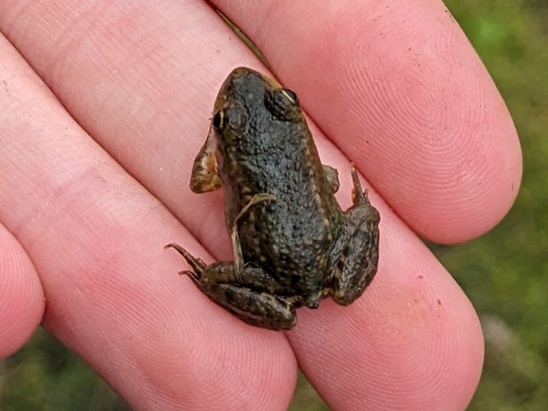 What lurks in the shallows | Sussex Wildlife Trust