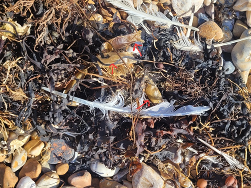 Hunting for mermaid's purses in Hove | Sussex Wildlife Trust