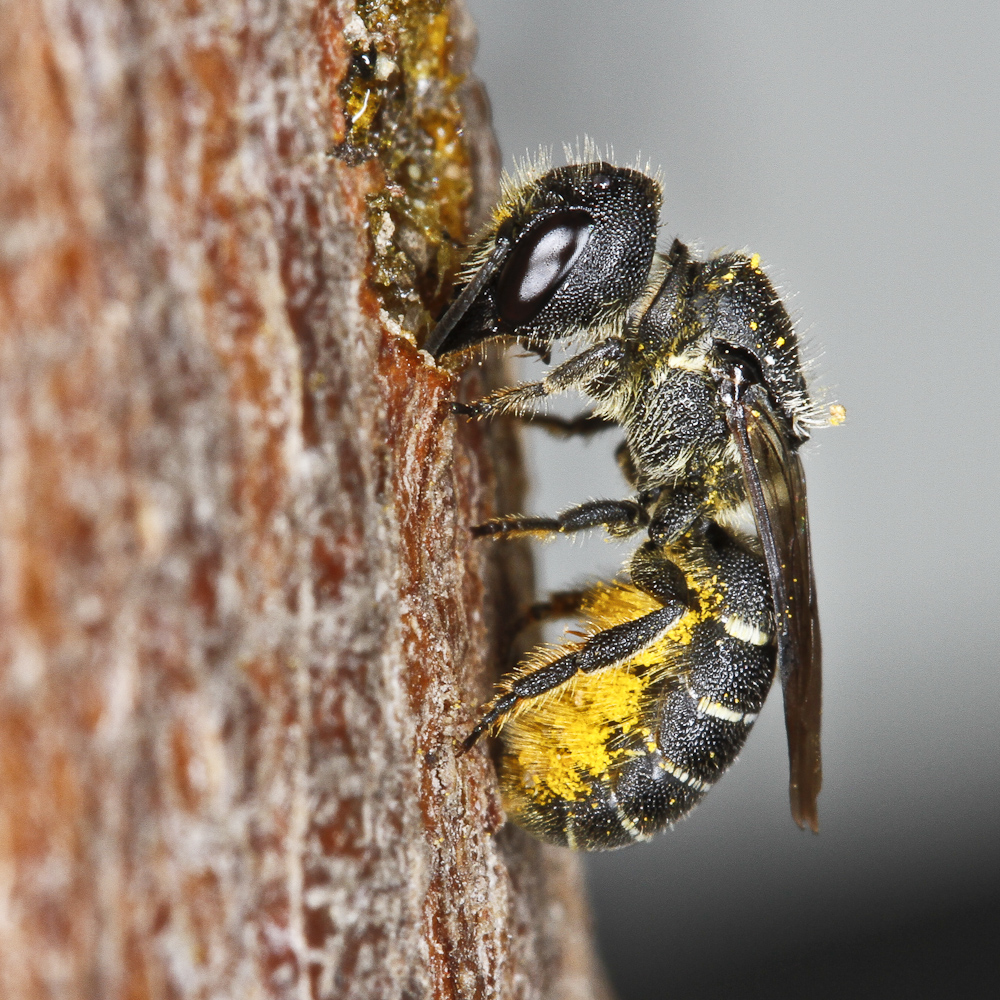 Make A Bee Hotel | Sussex Wildlife Trust