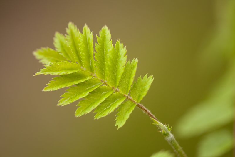 Become a Tree Detective | Sussex Wildlife Trust